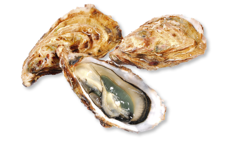 Vishandel Tel assortiment Oesters