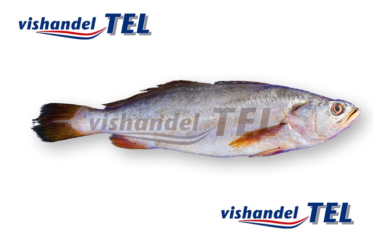 Vishandel Tel, assortiment vis uit Suriname