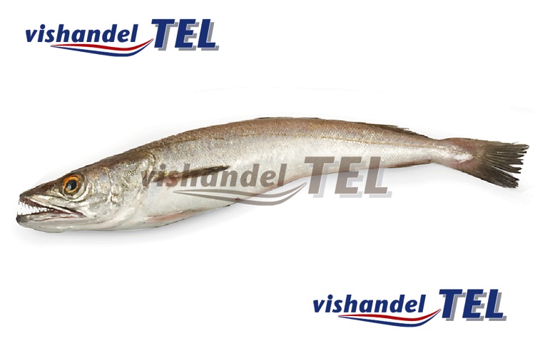 Vishandel Tel. Het assortiment vers producten, verse noordzeevis
